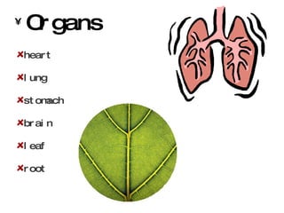 Lavuda E Casiraghi | PPT