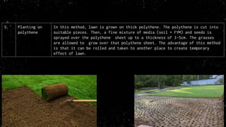 Lawn and its Management | PPTX