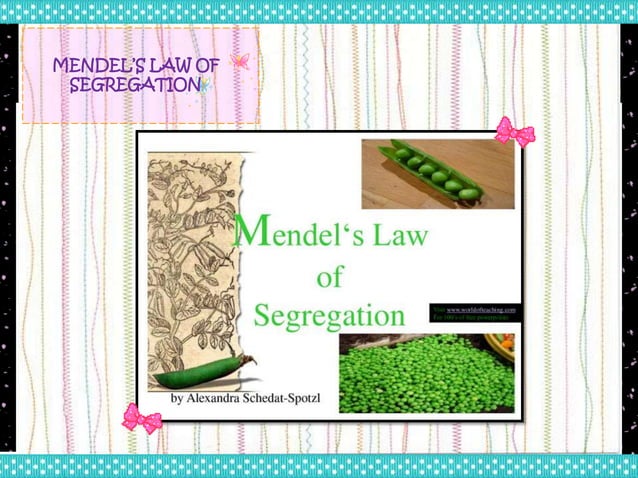 Law of segregation | PPTX