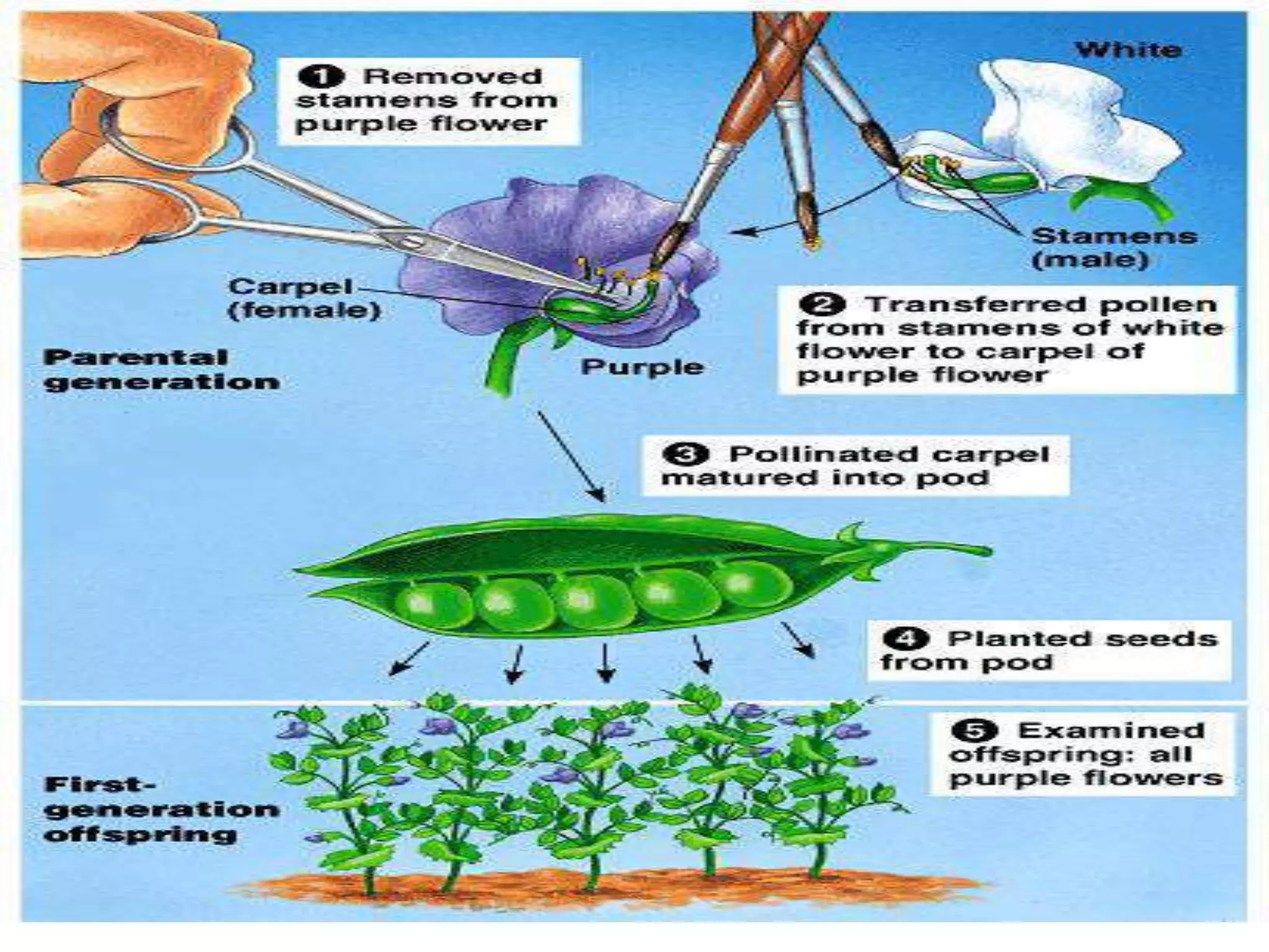 Law of segregation | PPTX