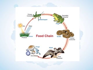 Law of thermodynamics or food chain JNVU | PPTX