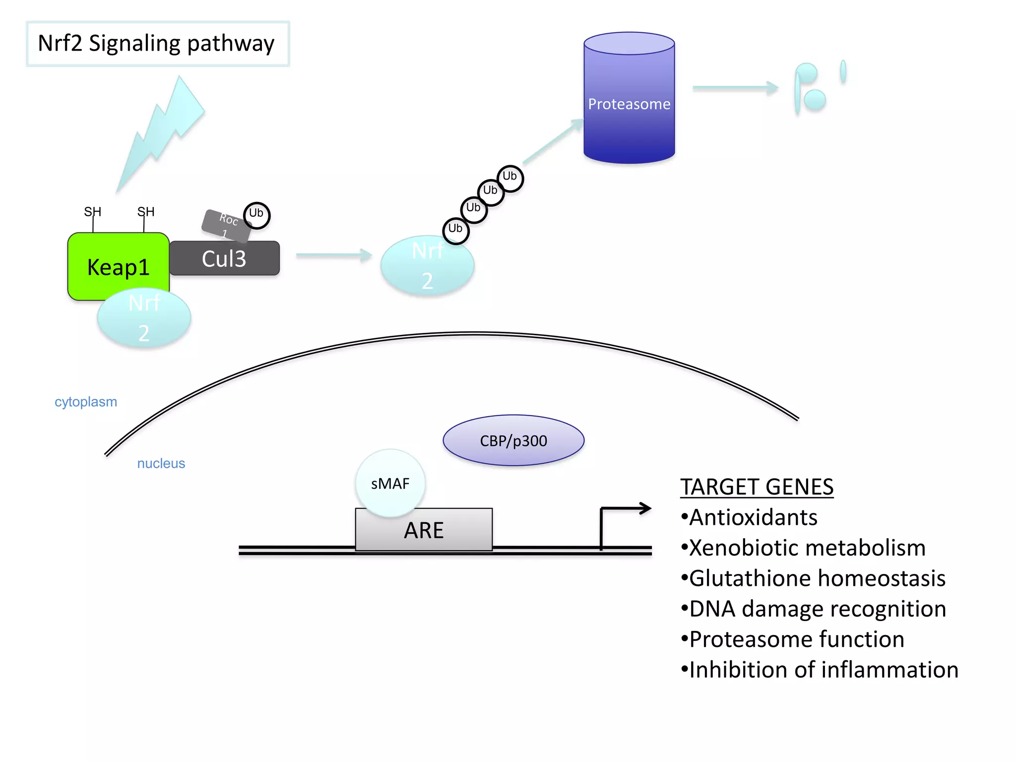 Lawrence Hightower | PPT