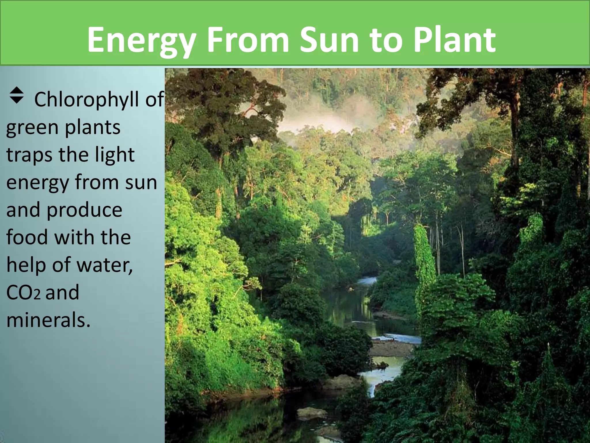 Laws of Thermodynamics in an Ecosystem | PDF