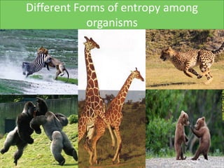 Laws of Thermodynamics in an Ecosystem | PDF