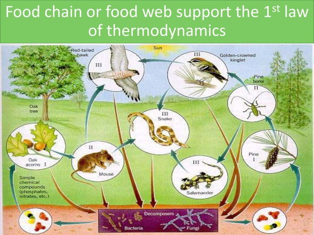 Laws of Thermodynamics in an Ecosystem | PDF