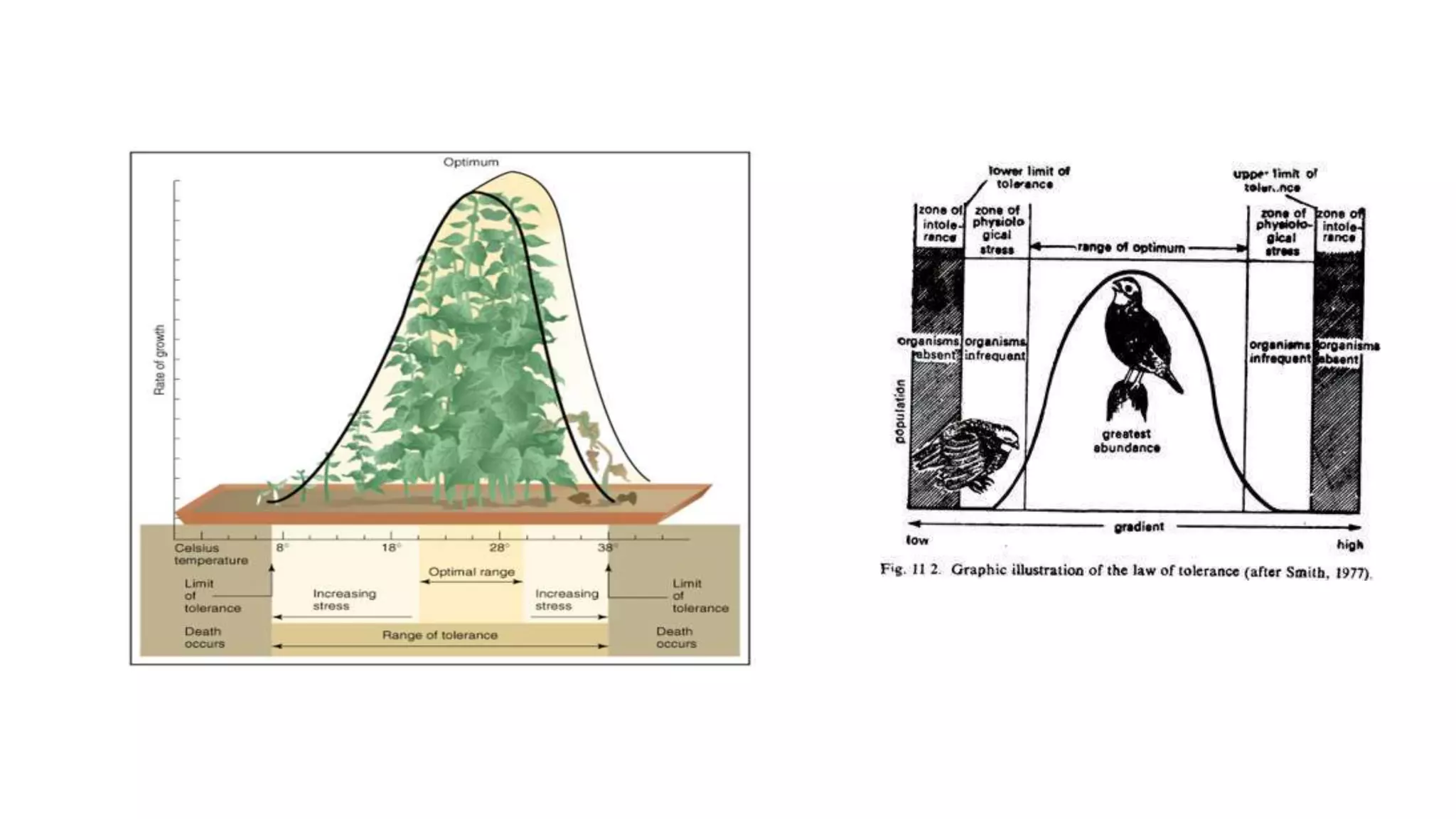 Laws of limiting factors | PPTX