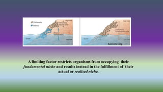 Laws of limiting factors | PPTX