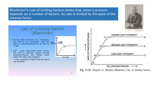 Limiting Factor Example