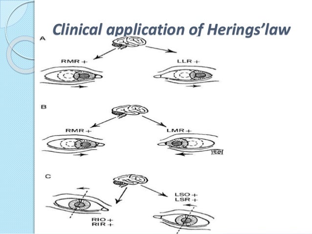 Laws of ocular motility 2