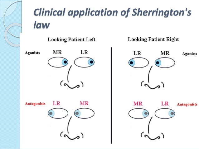 Laws of ocular motility 2