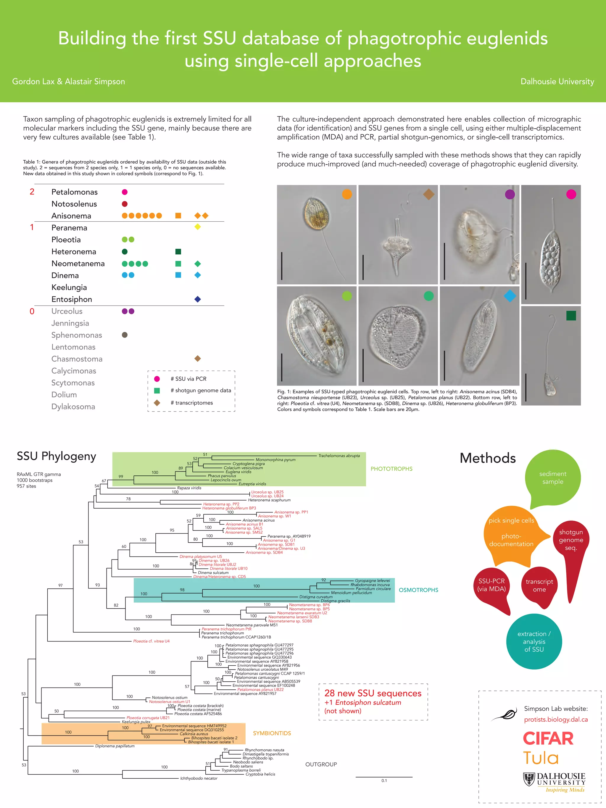 Building the first SSU database of phagotrophic euglenids using single ...