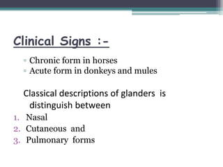GLANDERS | PPTX