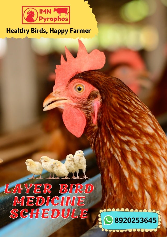 Layer bird medicine schedule | PDF