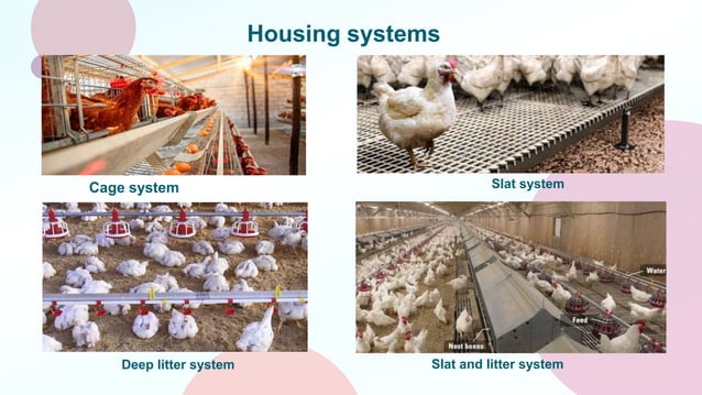 Layer breeder management by Dr.Nikhil Nalabale | PPTX | Agriculture ...