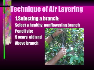 Layering | PPT