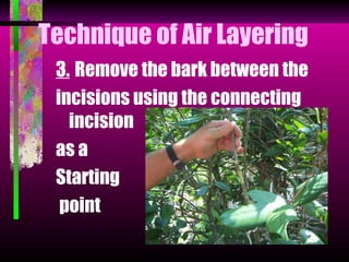 Layering | PPT