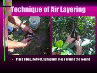 Layering | PPT