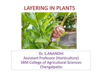 Different types of layering in Plants | PPTX