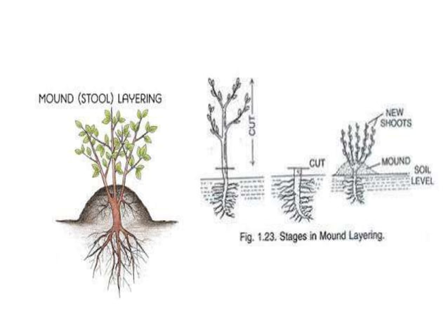 Different types of layering in Plants | PPTX