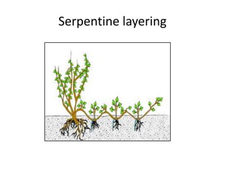Different types of layering in Plants | PPTX