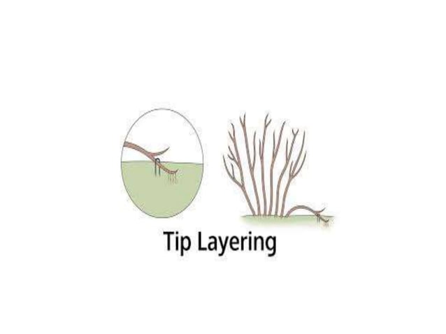Different types of layering in Plants | PPTX