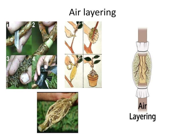 Different types of layering in Plants | PPTX