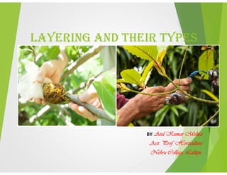 "Principles of Layering and its methods" .pdf | Gardening | Home & Garden