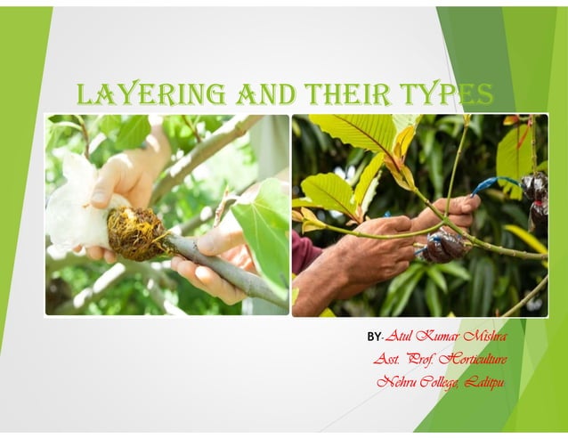 "Principles of Layering and its methods" .pdf | Gardening | Home & Garden