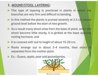 "Principles of Layering and its methods" .pdf | Gardening | Home & Garden