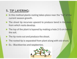 "Principles of Layering and its methods" .pdf | Gardening | Home & Garden