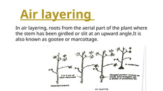 LAYERING commercial floriculture....pptx