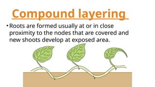 LAYERING commercial floriculture....pptx