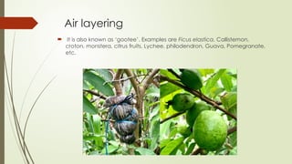 Layering.-propagation method........pptx