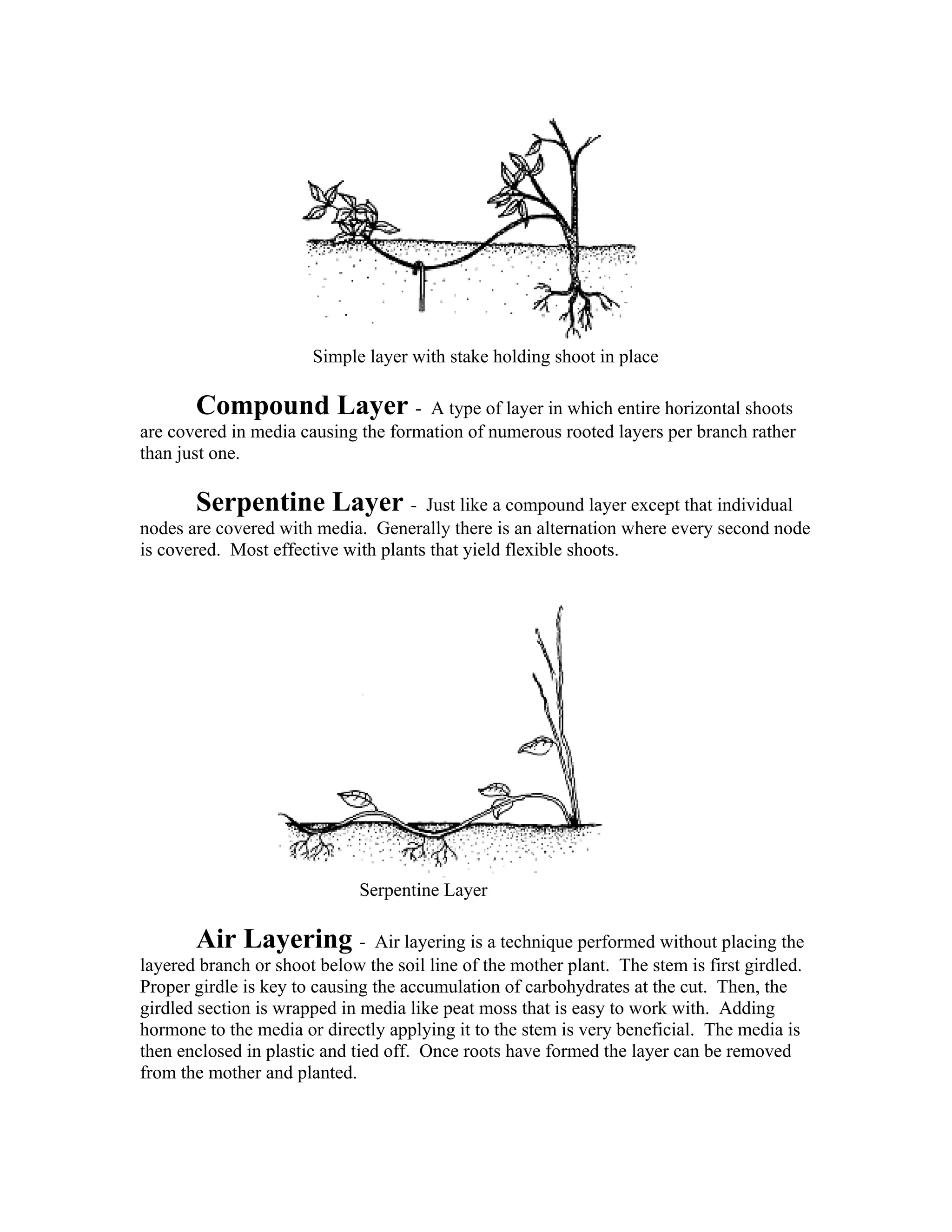 Layering and grafting | PDF
