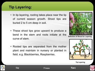 Plant Propagation (Layering and grafting) Chapter for SEE Nepal | PPTX