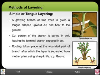 Plant Propagation (Layering and grafting) Chapter for SEE Nepal | PPTX