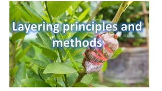 Layering principles and methods | PPTX