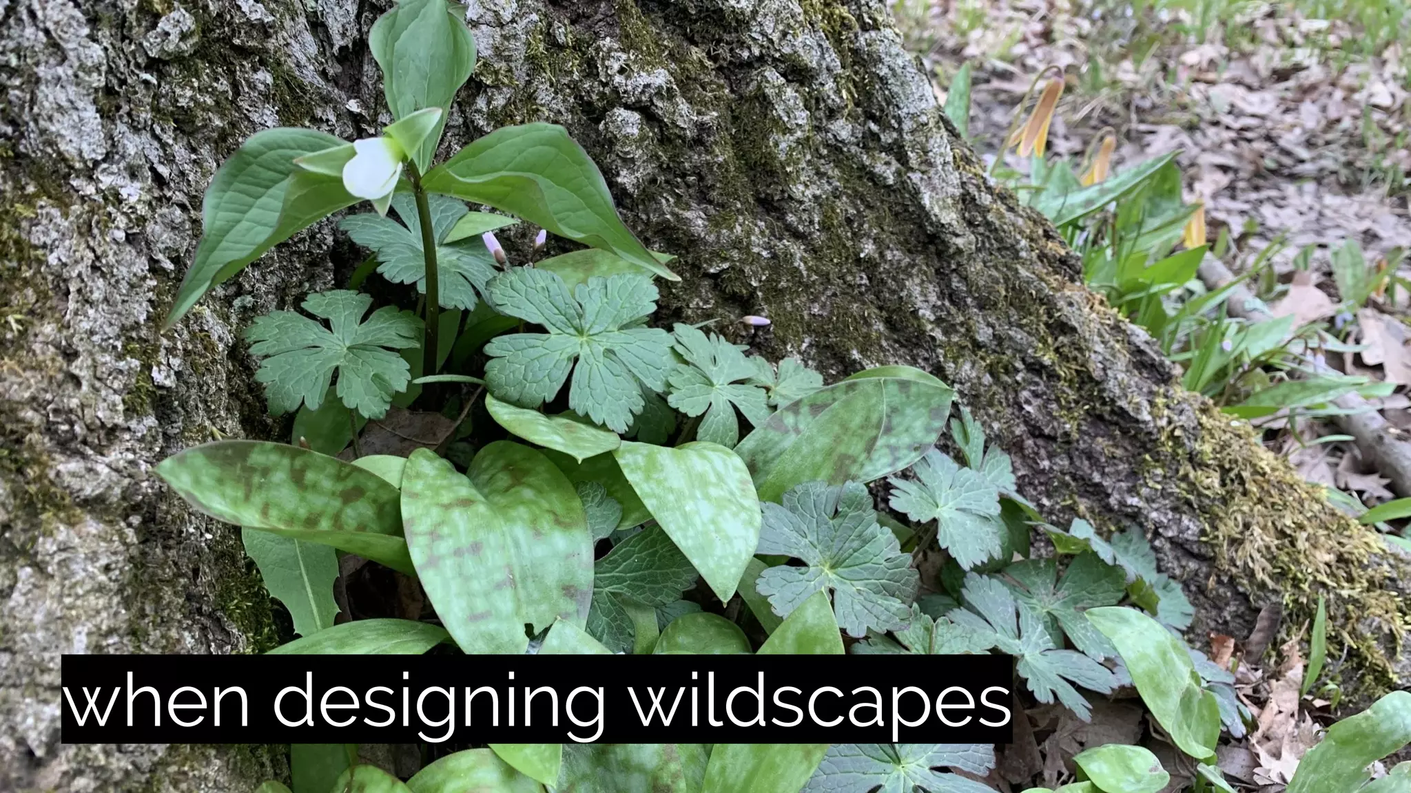Layering wildscapes: designing with plant communities | PPT