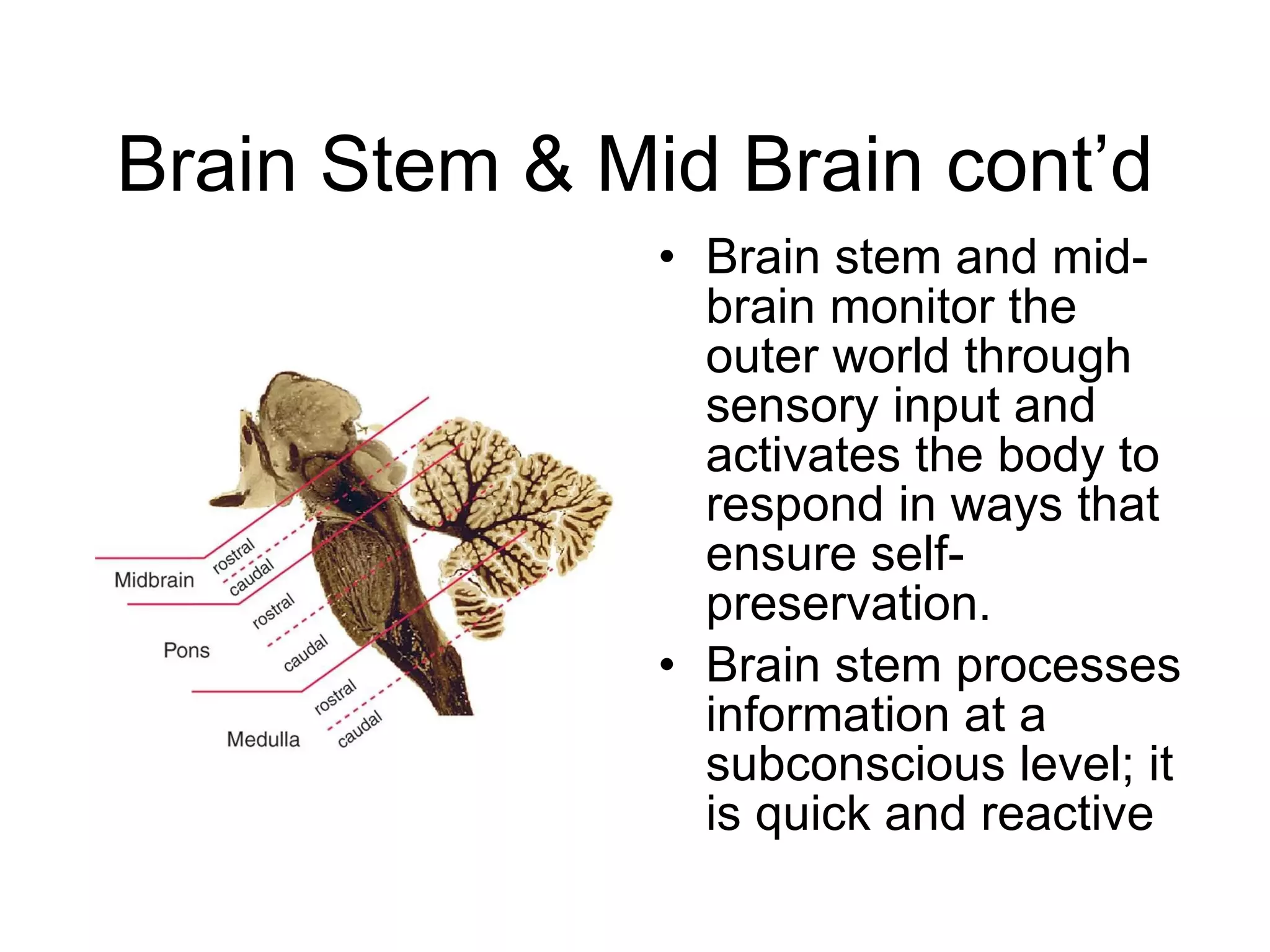 Layers And Lobes Of The Brain | PPT