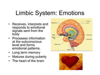 Layers And Lobes Of The Brain | PPT