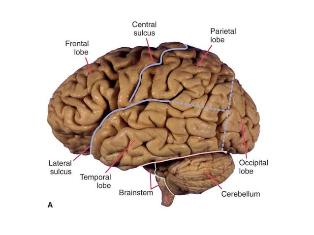 Layers And Lobes Of The Brain | PPT
