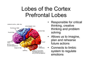 Layers And Lobes Of The Brain | PPT