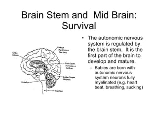 Layers And Lobes Of The Brain | PPT