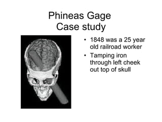 Layers And Lobes Of The Brain | PPT