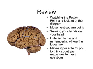 Layers And Lobes Of The Brain | PPT