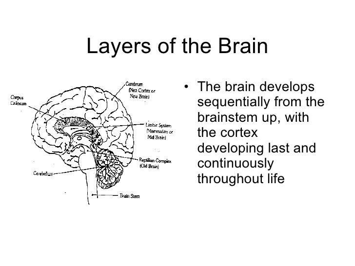 Layers And Lobes Of The Brain