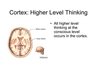Layers and Lobes | PPT