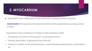 Layers Of Cardiac Wall.pdf | Heart and Cardiovascular Diseases ...