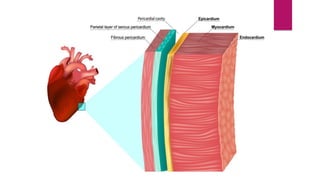 Layers Of Cardiac Wall.pdf | Heart and Cardiovascular Diseases ...