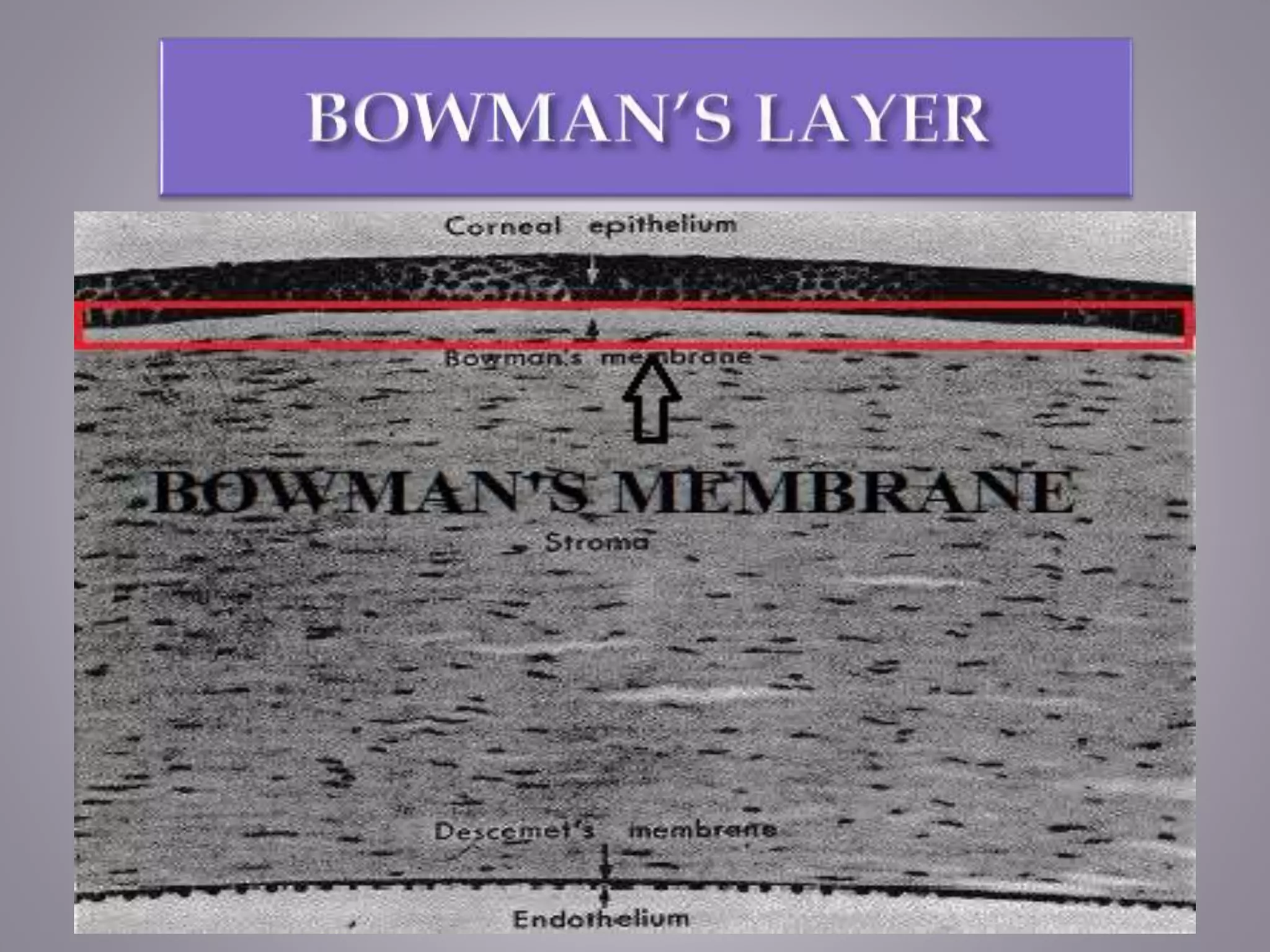 Layers of cornea | PPTX